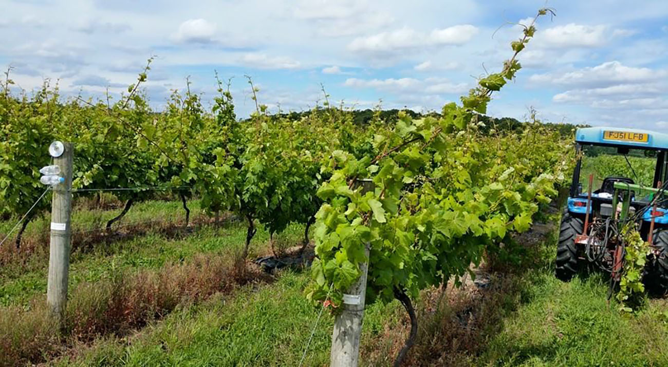 Buzzard's Valley Vineyard - North Warwickshire Tourism